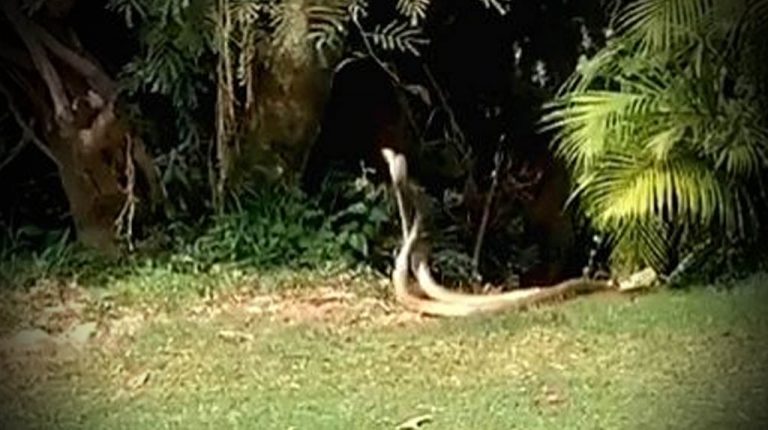 Tweeple fascinates over rat snakes swirl and twirl - The Samikhsya