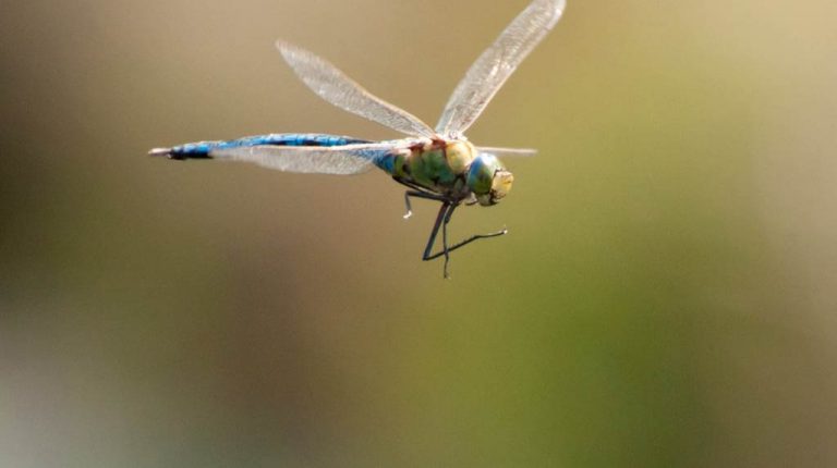 It’s time to celebrate the flying insect helicopters - The Samikhsya